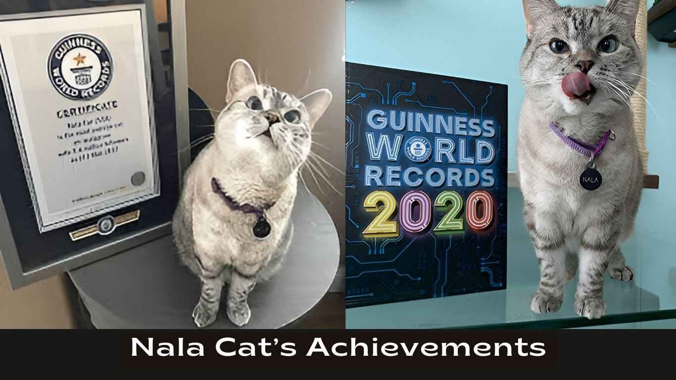 Meet Nala Cat: The Instagram Star with a ton of fo - tymoff