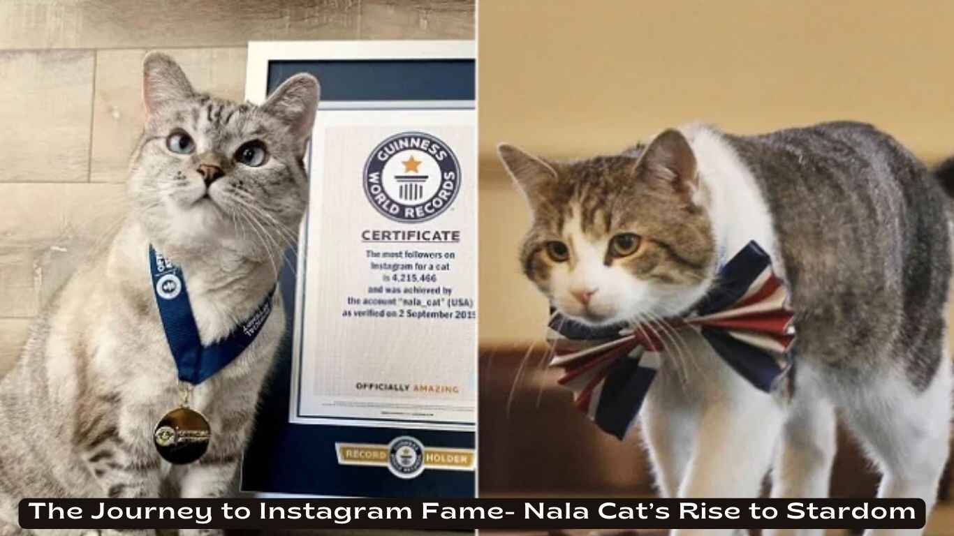 Meet Nala Cat: The Instagram Star with a ton of fo - tymoff